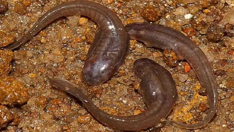 Berudu tanpa Air - Tentik